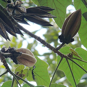 Chiranthodendron Pentadactylon Devil's - Monkey Hand Tree 15 Seeds - Etsy