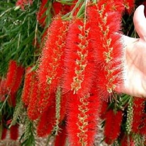 Callistemon Viminalis Weeping Bottlebrush Shrub 20 Seeds - Etsy