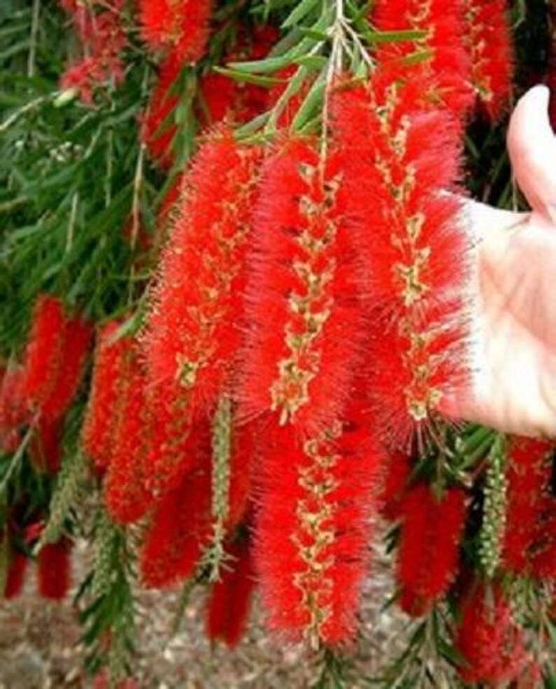 Callistemon Viminalis Weeping Bottlebrush Shrub 20 Seeds - Etsy