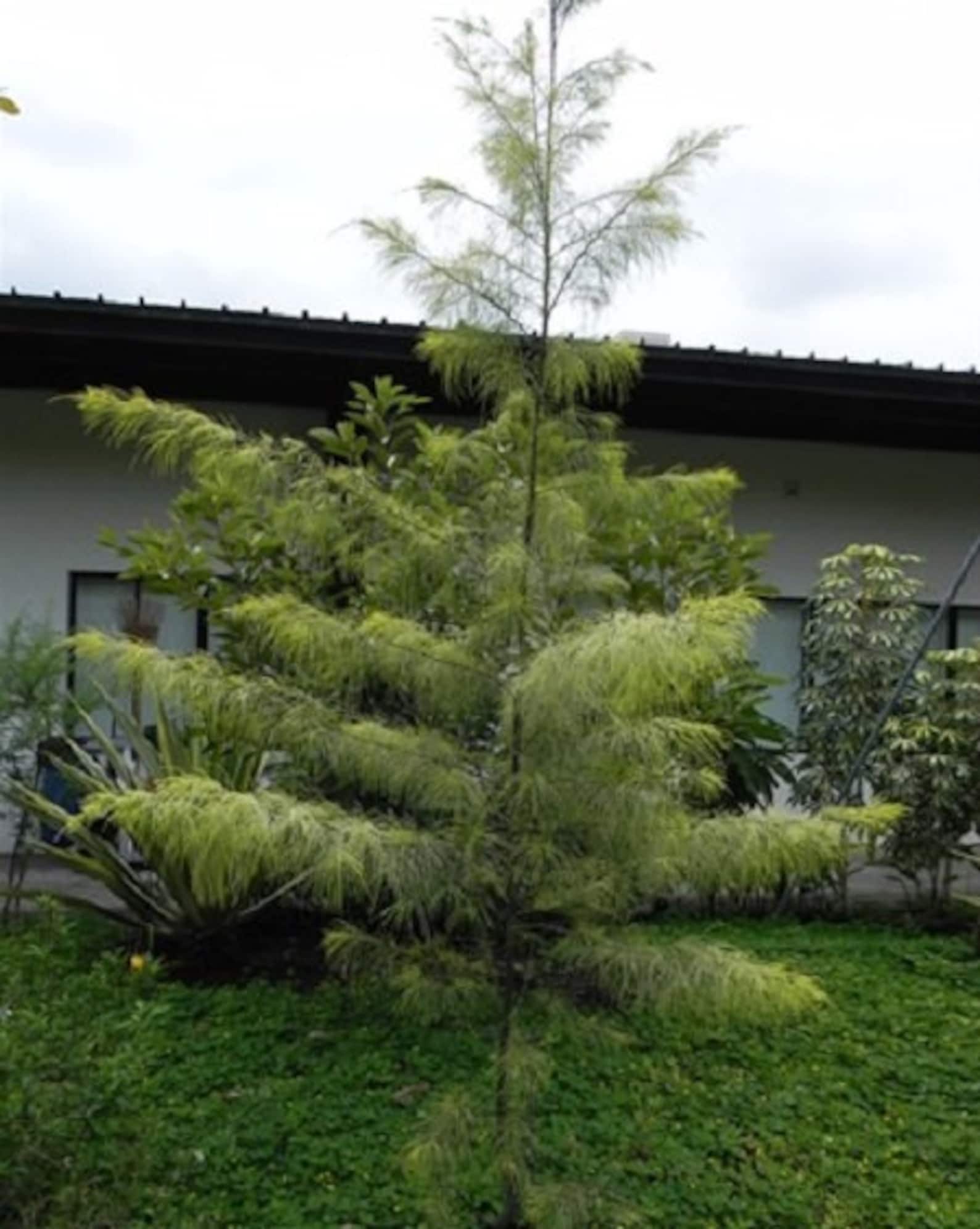 Coastal She-oak Tree Horsetail She-oak Casuarina Equisetifolia 30 Seeds ...