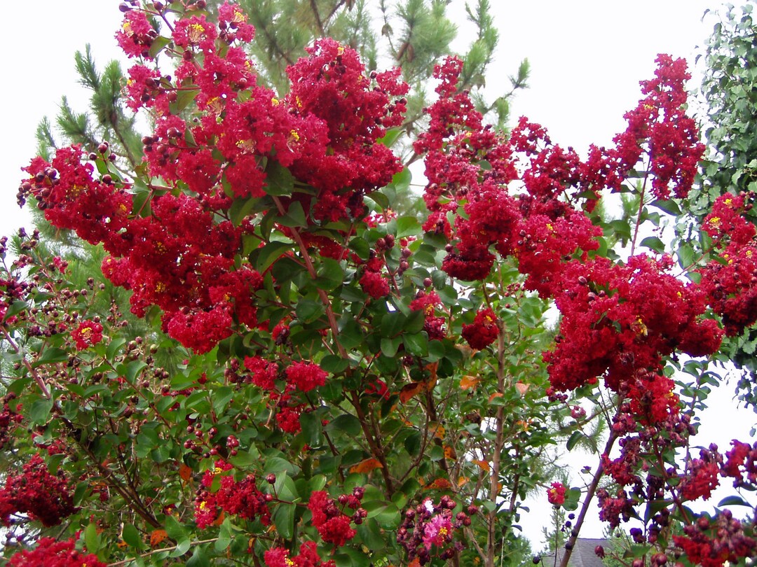 Lagerstroemia Red Rooster Crepe Myrtlegallon Plant - Etsy