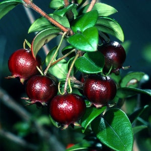 Ugni Molinae | Chilean Guava | Strawberry Myrtle | 10 Seeds - Etsy