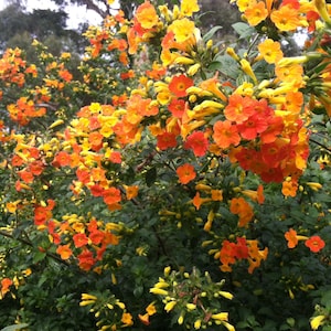 Streptosolen Jamesonii | Marmalade Bush | Fire Bush 10 Seeds - Etsy