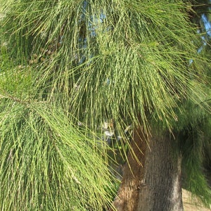 Coastal She-oak Tree Horsetail She-oak Casuarina Equisetifolia 30 Seeds ...