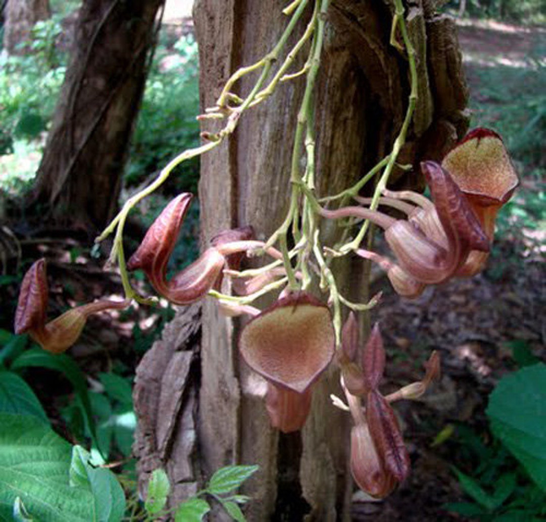 Florida Dutchman Pipevine Aristolochia Maxima 10 Seeds - Etsy