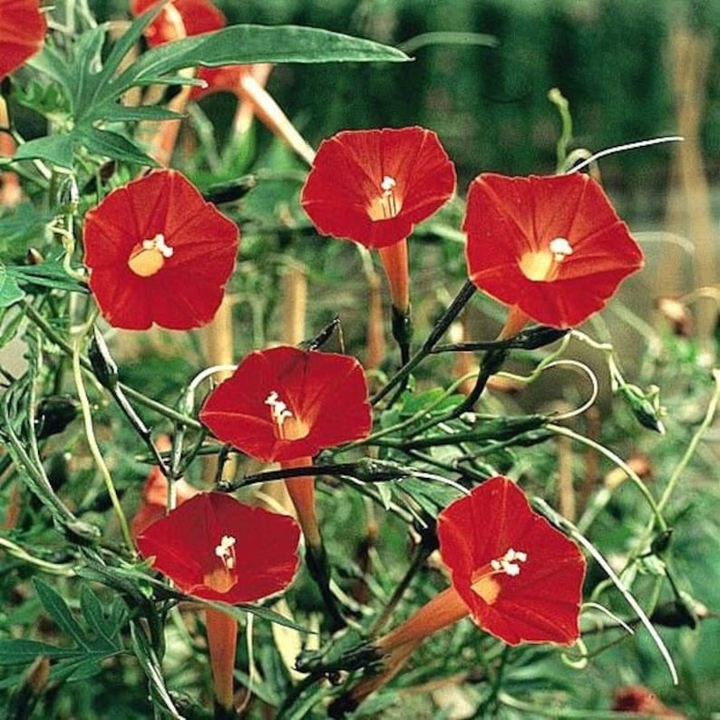 Morning Glory Ipomoea Multifida Cardinal Climber 10 Seeds - Etsy