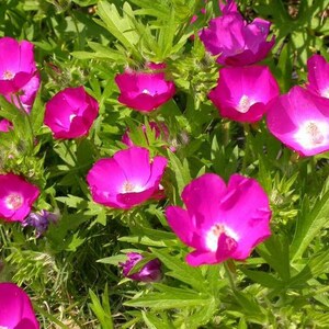Purple Poppy Mallow Callirhoe Involucrata | 10 Seeds - Etsy