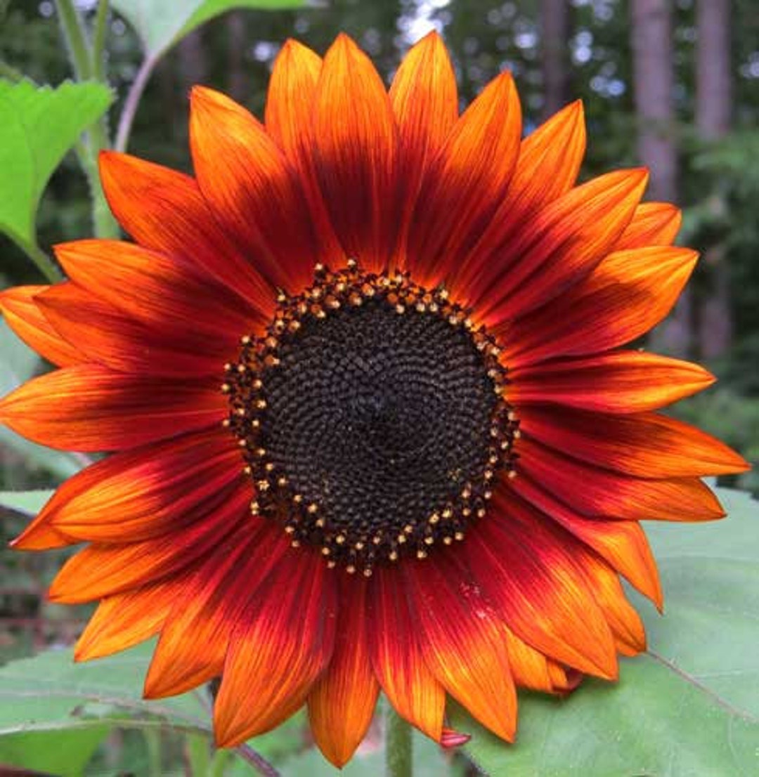 Sunflower Velvet Queen 15 Seeds - Etsy