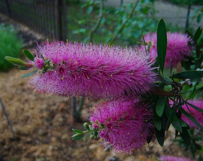 Callistemon Citrinus Violaceus Bottlebrush Shrub 20 Seeds - Etsy