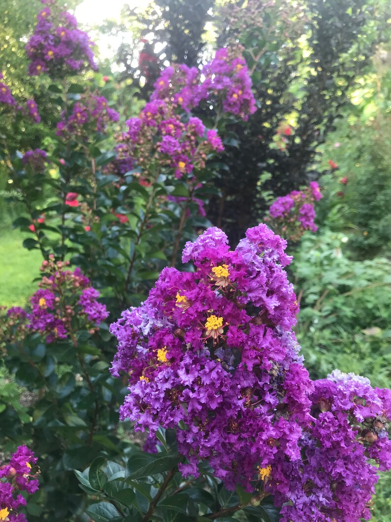 Purple Velvet | Dwarf Crape Myrtle | 20 Seeds - Etsy