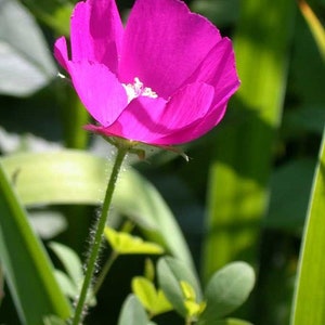 Purple Poppy Mallow Callirhoe Involucrata | 10 Seeds - Etsy
