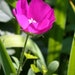 Purple Poppy Mallow Callirhoe Involucrata 10 Seeds - Etsy