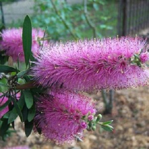 Callistemon Cameo Pink Bottlebrush 20 Seeds - Etsy