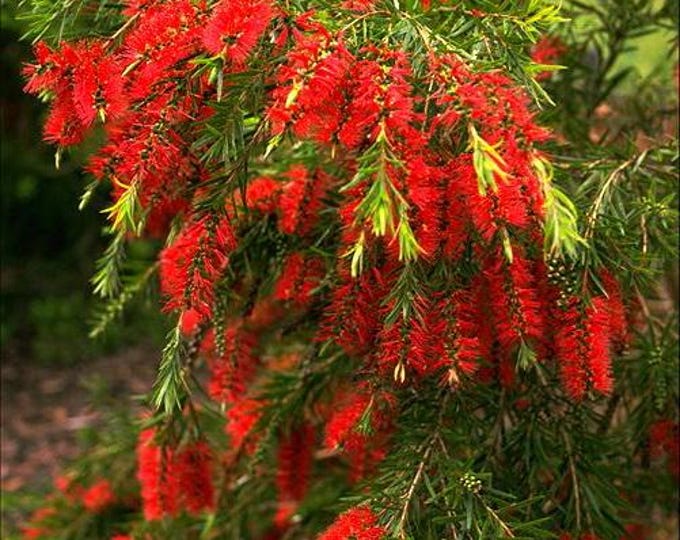 Callistemon Viminalis Weeping Bottlebrush Shrub 20 Seeds - Etsy