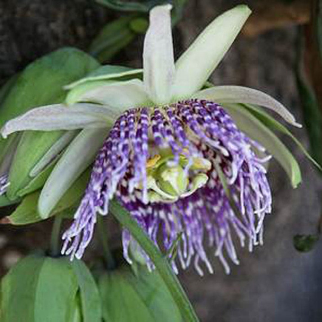 Sweet Granadilla Passiflora Ligularis 10 Seeds - Etsy