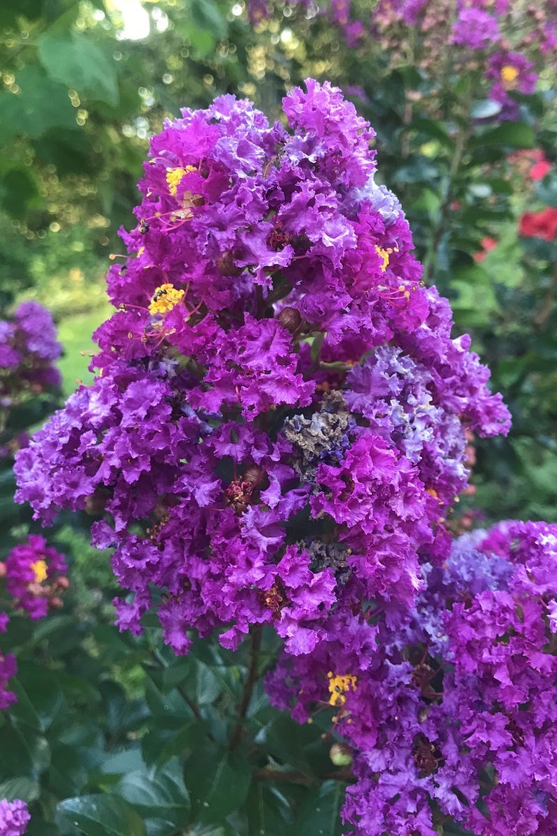 Purple Velvet | Dwarf Crape Myrtle | 20 Seeds - Etsy