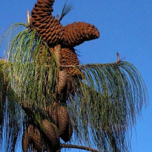 Pinus Patula Ocote Nacho Mexican Weeping Pine 30 Seeds - Etsy