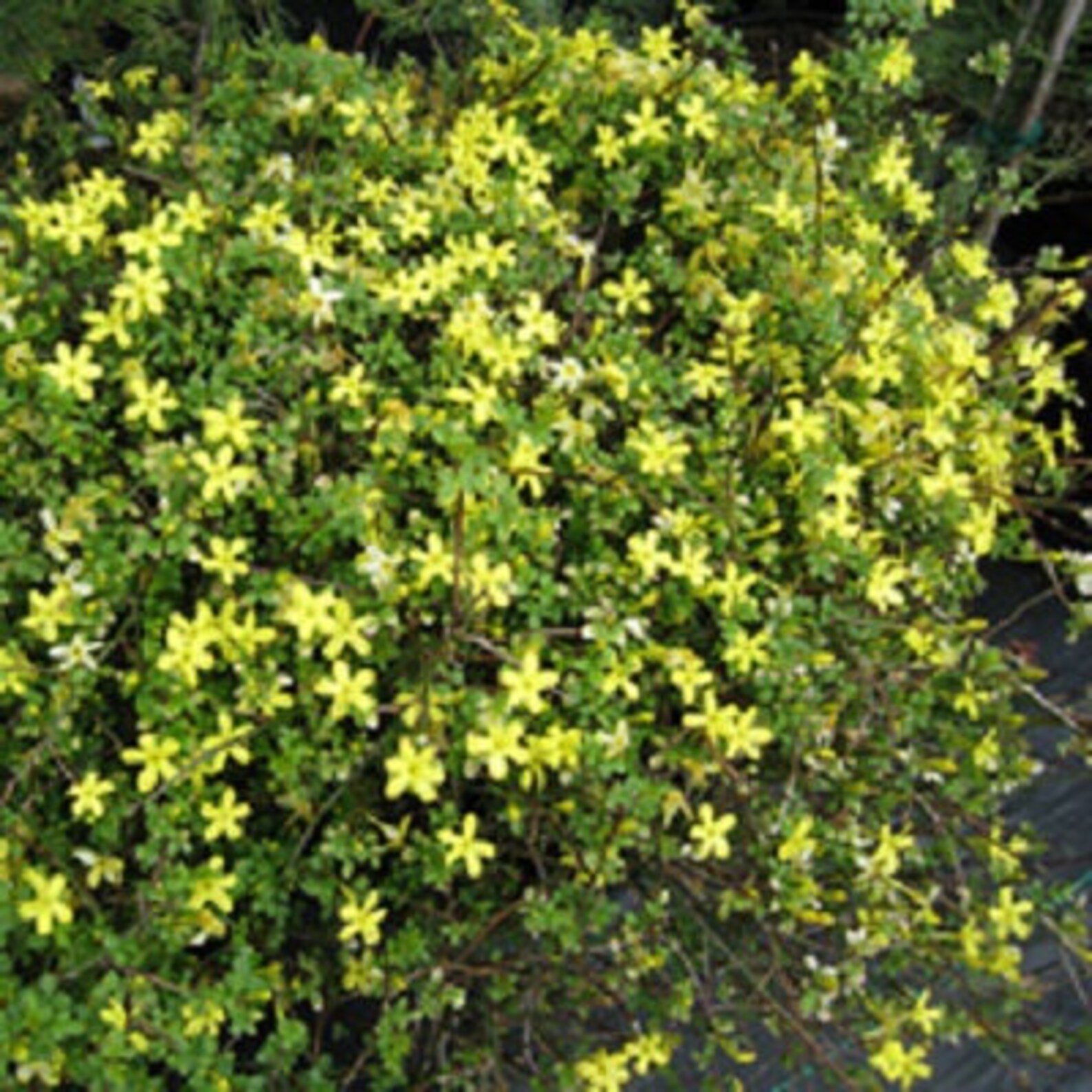 Jasminum Floridum Showy Jasmine Plant - Etsy