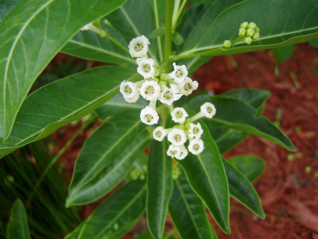 White Chocolate Jasmine Cestrum Diurnum 10 Seeds - Etsy