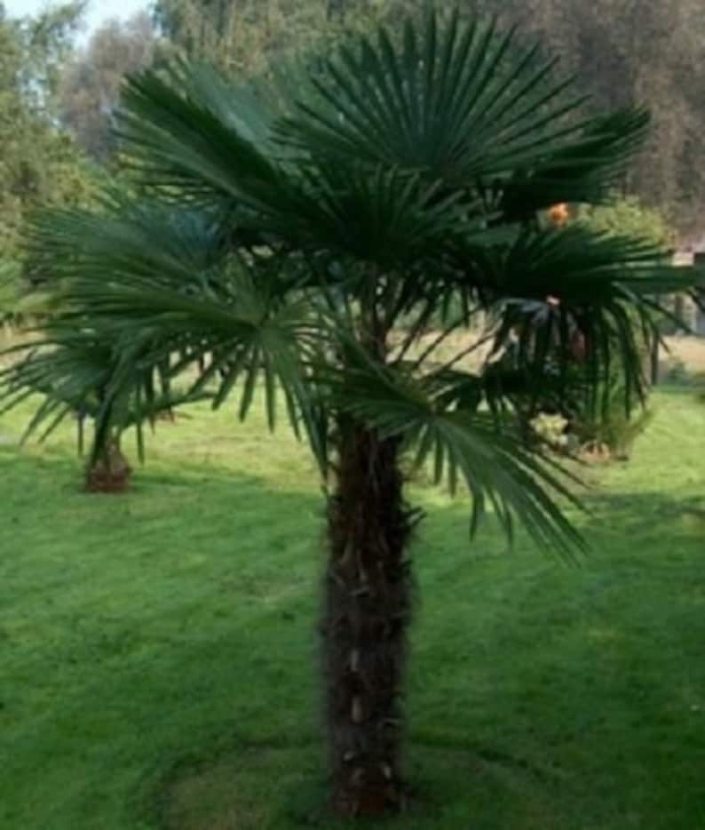Chusan Palm Trachycarpus Fortunei 10 Seeds - Etsy