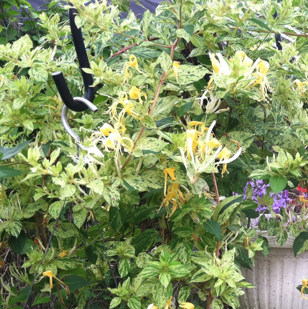Mint Crisp Variegated Honeysuckle Lonicera Japonica Gallon Plant - Etsy
