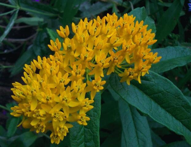 Asclepias Tuberosa Hello Yellow
