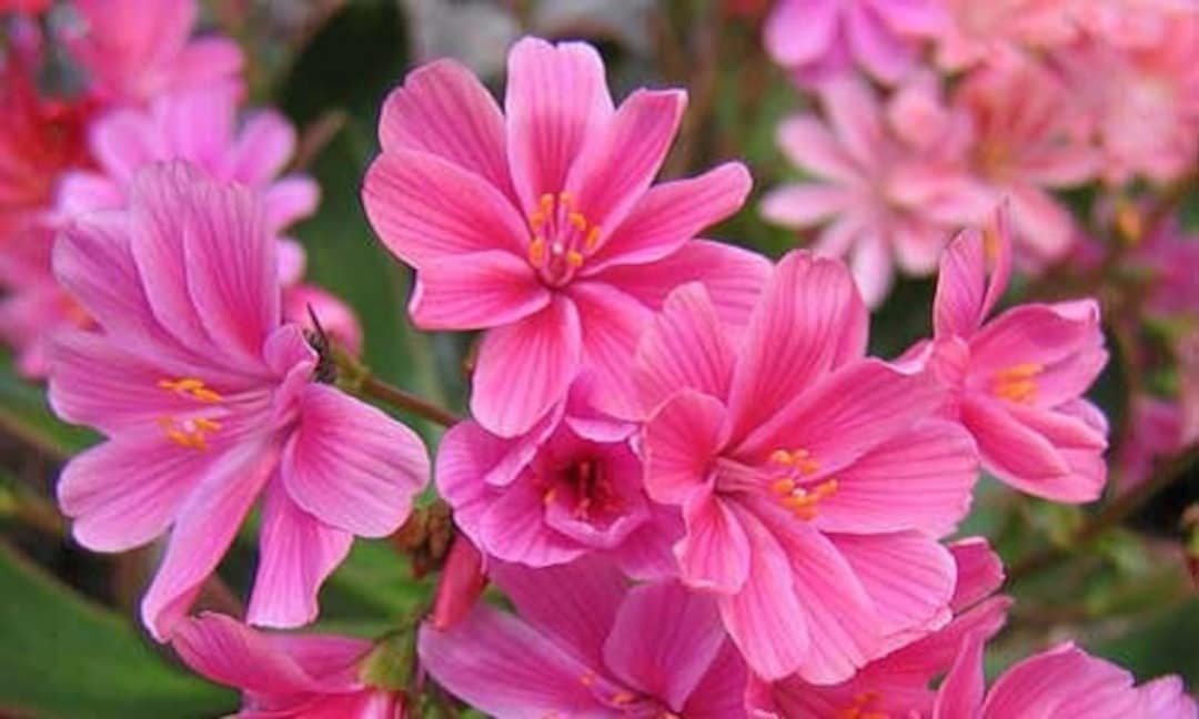Sunset Strain Lewisia Cotyledon 10 Seeds - Etsy
