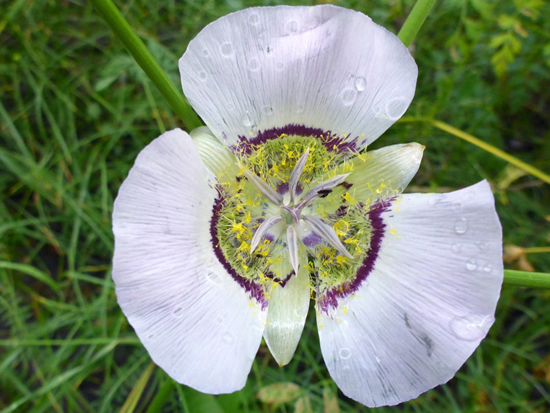 Mariposa Lily Calochortus Gunnisonii 10 Seeds - Etsy