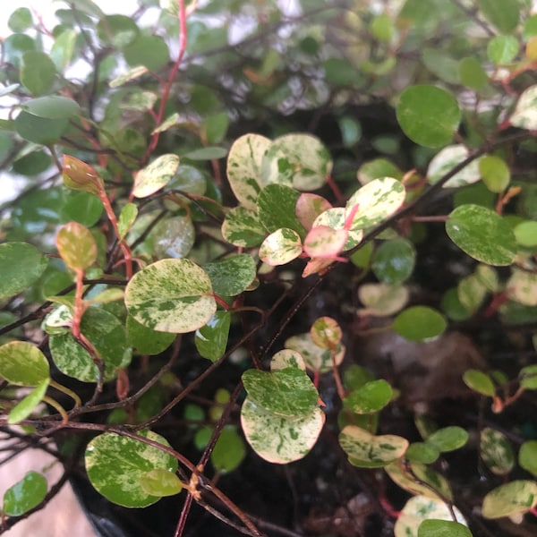 Angel Vine Plant - Etsy