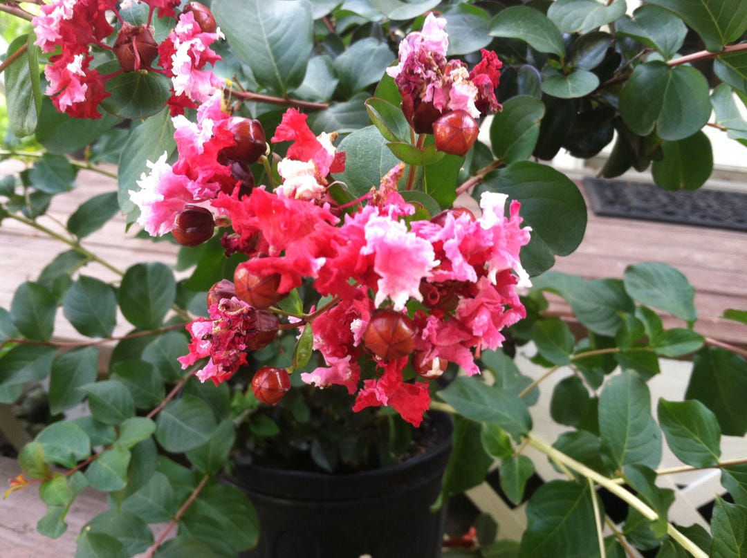 Crape Myrtle | Peppermint Lace | 10 Seeds - Etsy