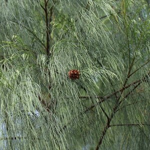 Coastal She-oak Tree Horsetail She-oak Casuarina Equisetifolia 30 Seeds ...