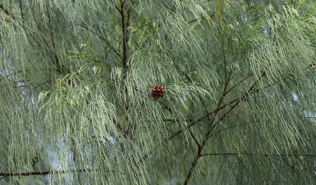 Coastal She-oak Tree Horsetail She-oak Casuarina Equisetifolia 30 Seeds ...
