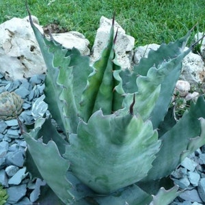 Mescal Ceniza Agave Colorata 5 Seeds - Etsy