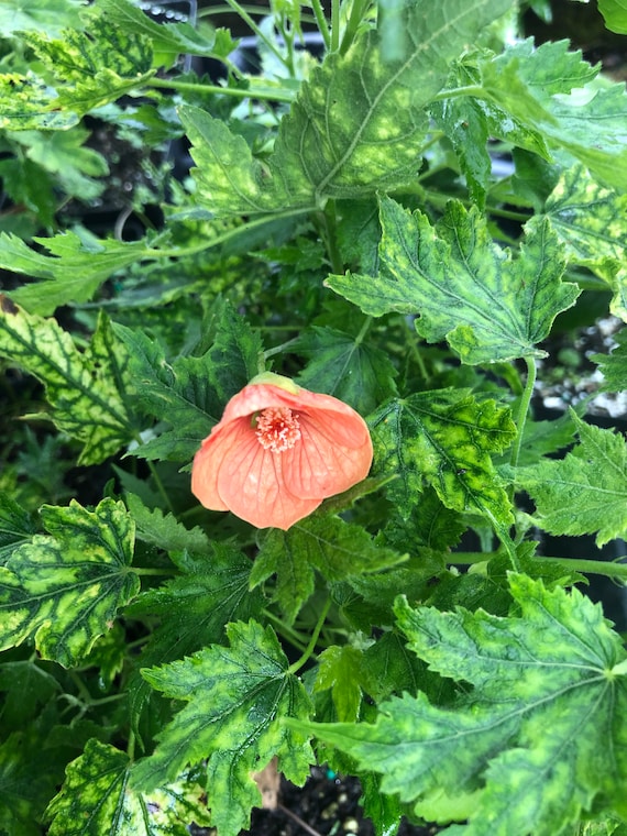 Variegated Peach Flowering Maple Abutilon Pictum Thompsonii - Etsy