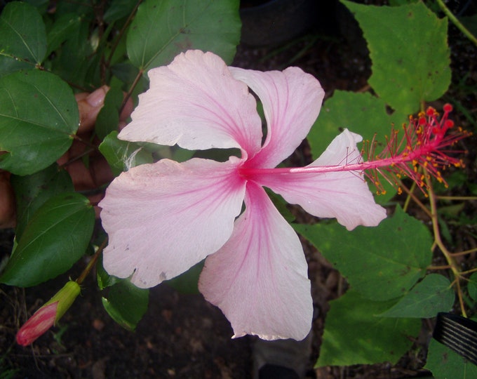 Tropical Hibiscus Hibiscus Weeping Albo Lacinatus Quart Plant - Etsy