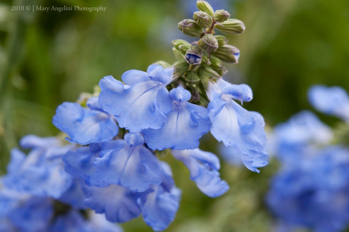Salvia Azurea Gradiflora Blue Sage 10 Seeds - Etsy