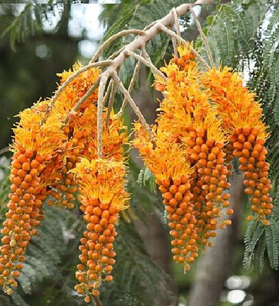 Glory Whip Tree Colvillea Racemosa 10 Seeds - Etsy