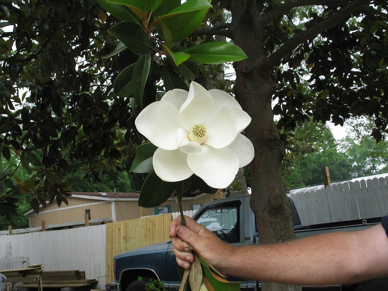 Magnolia grandiflora Planta de galón de árbol de magnolia del sur ...
