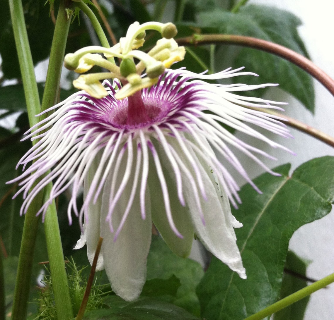 Extremely Rare Passiflora Dispar 5 Seeds - Etsy