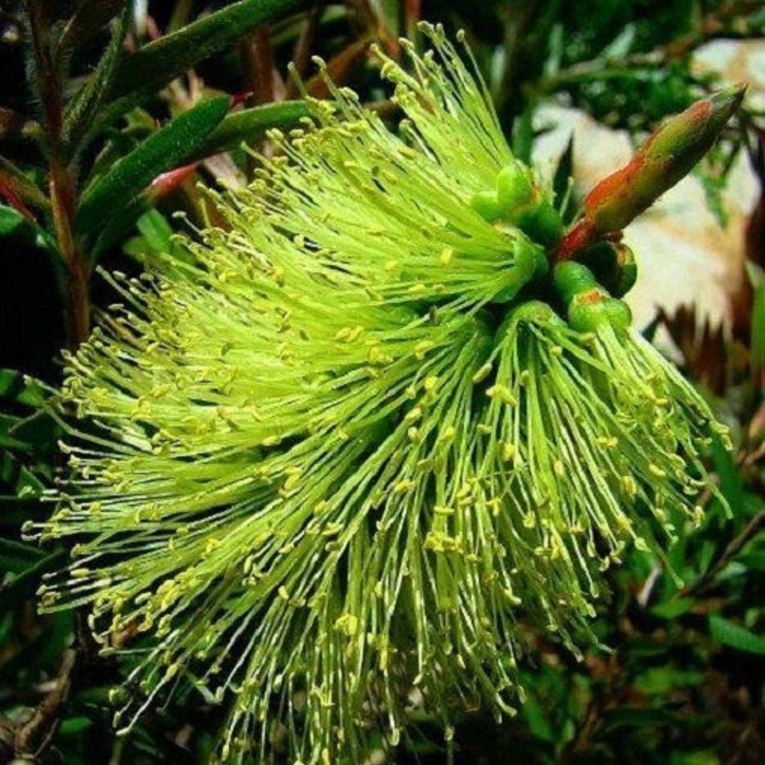 Pine-leaved Bottlebrush Callistemon Pinifolius 20 Seeds - Etsy