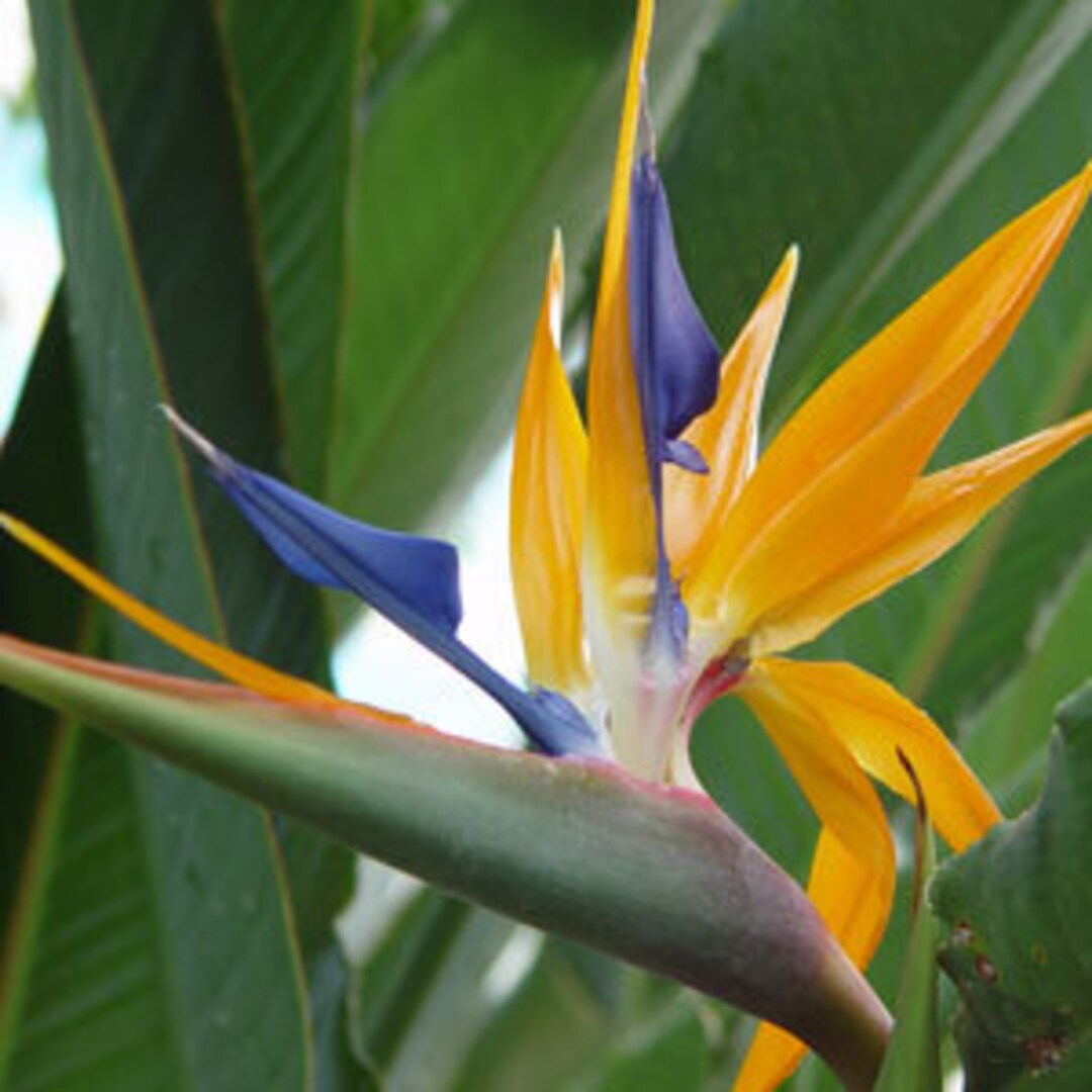 Strelitzia Reginae Bird of Paradise 10 Seeds - Etsy