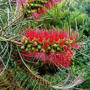 Pine-leaved Bottlebrush Callistemon Pinifolius 20 Seeds - Etsy