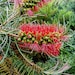 Pine-leaved Bottlebrush Callistemon Pinifolius 20 Seeds - Etsy