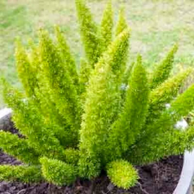 Foxtail Fern Plant - Etsy