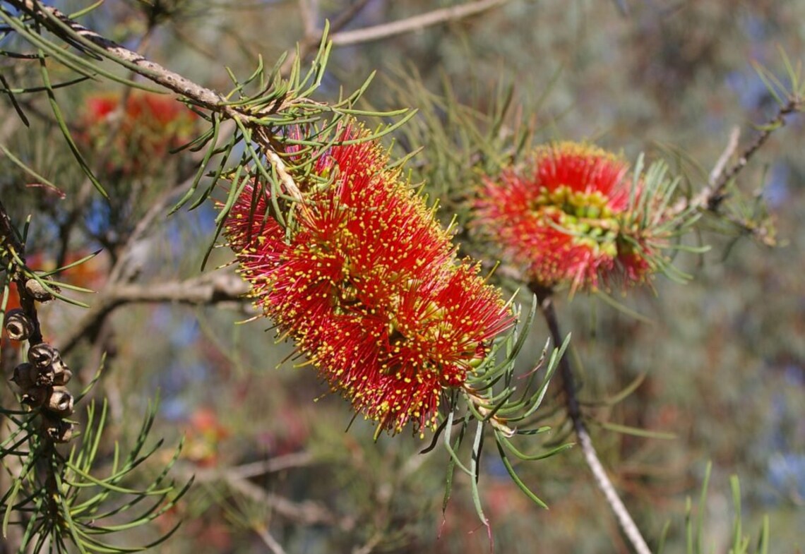 Pine-leaved Bottlebrush Callistemon Pinifolius 20 Seeds - Etsy