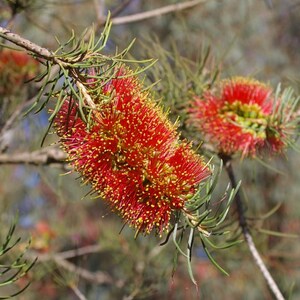 Pine-leaved Bottlebrush Callistemon Pinifolius 20 Seeds - Etsy