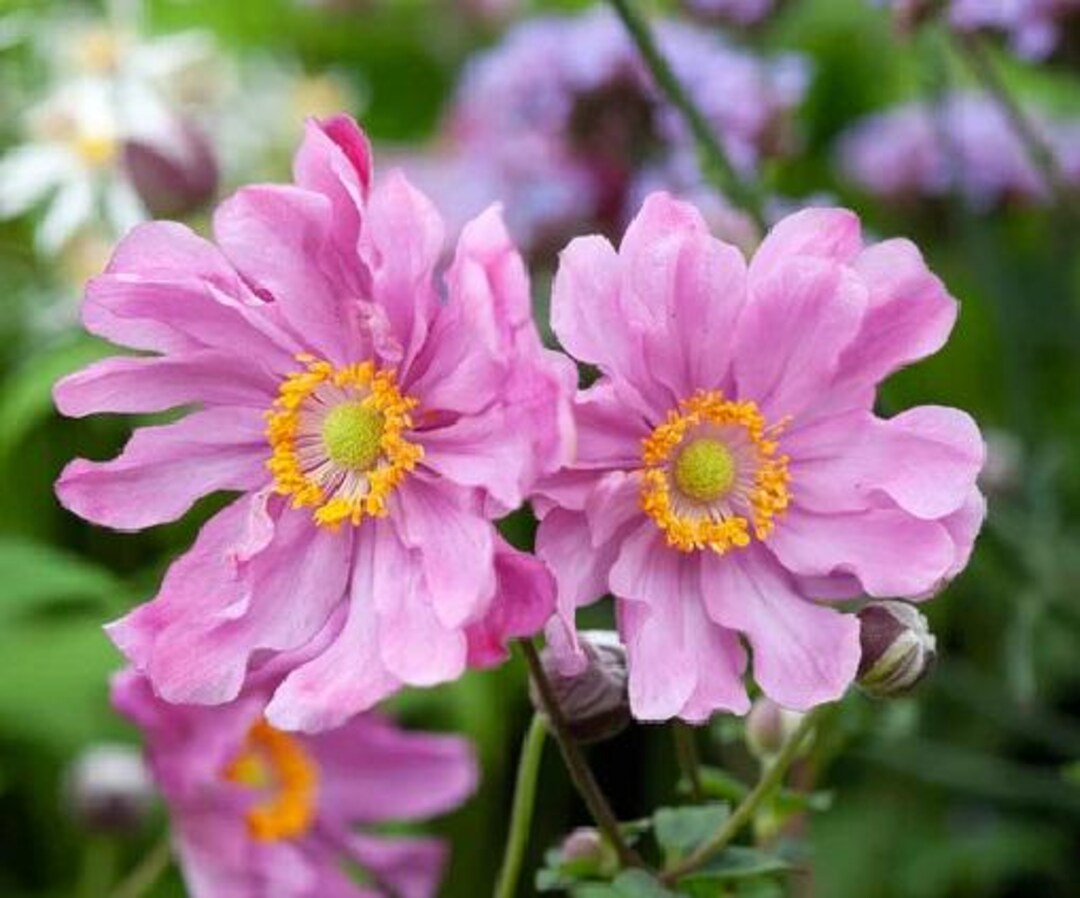 Anemone Hupehensis Var. Japonica Windflower 15 Seeds - Etsy