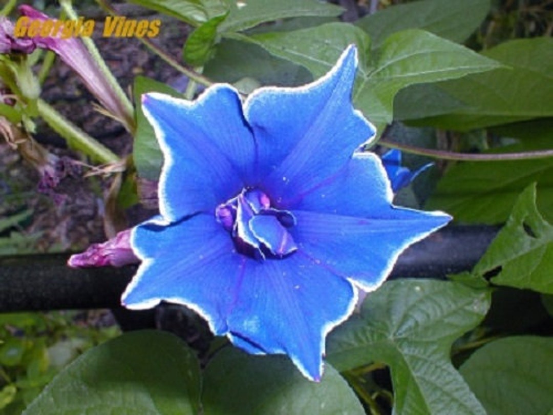 Morning Glory Ipomoea Japanese Blue Picotee 10 Seeds - Etsy