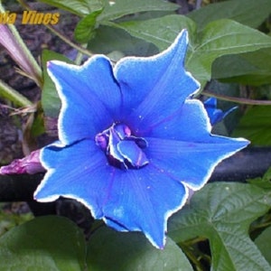 Morning Glory Ipomoea Japanese Blue Picotee 10 Seeds - Etsy