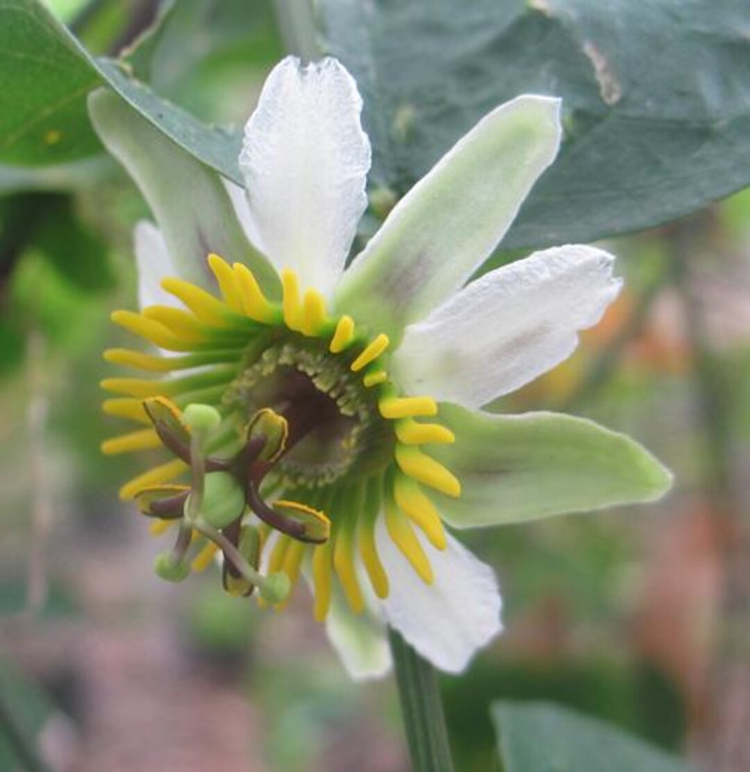 RARE Passiflora Brighami 8 Seeds - Etsy